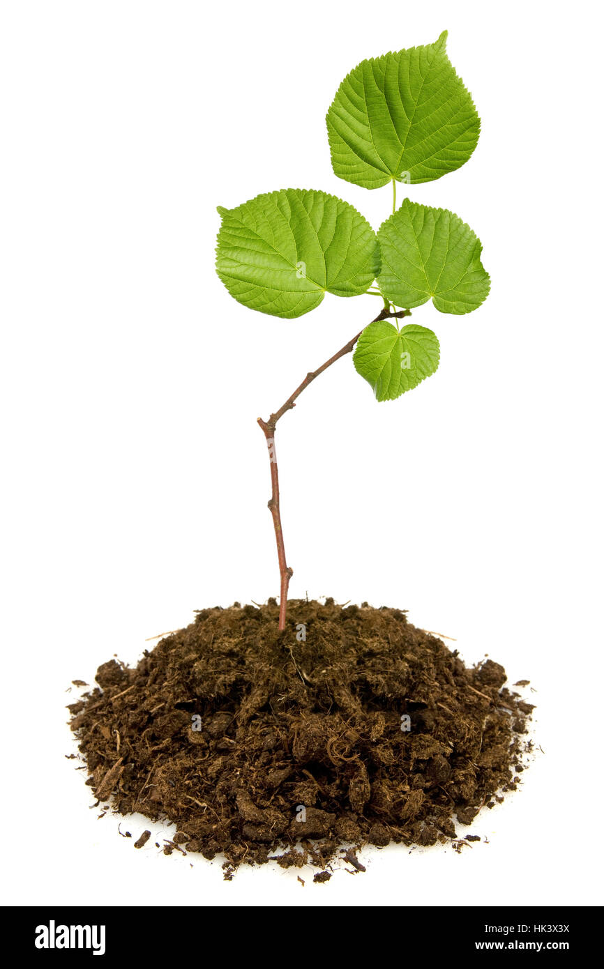 leaf, tree, ground, soil, earth, humus, agriculture, farming, botany ...