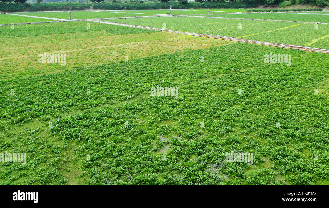 food, aliment, health, agricultural, ground, soil, earth, humus ...
