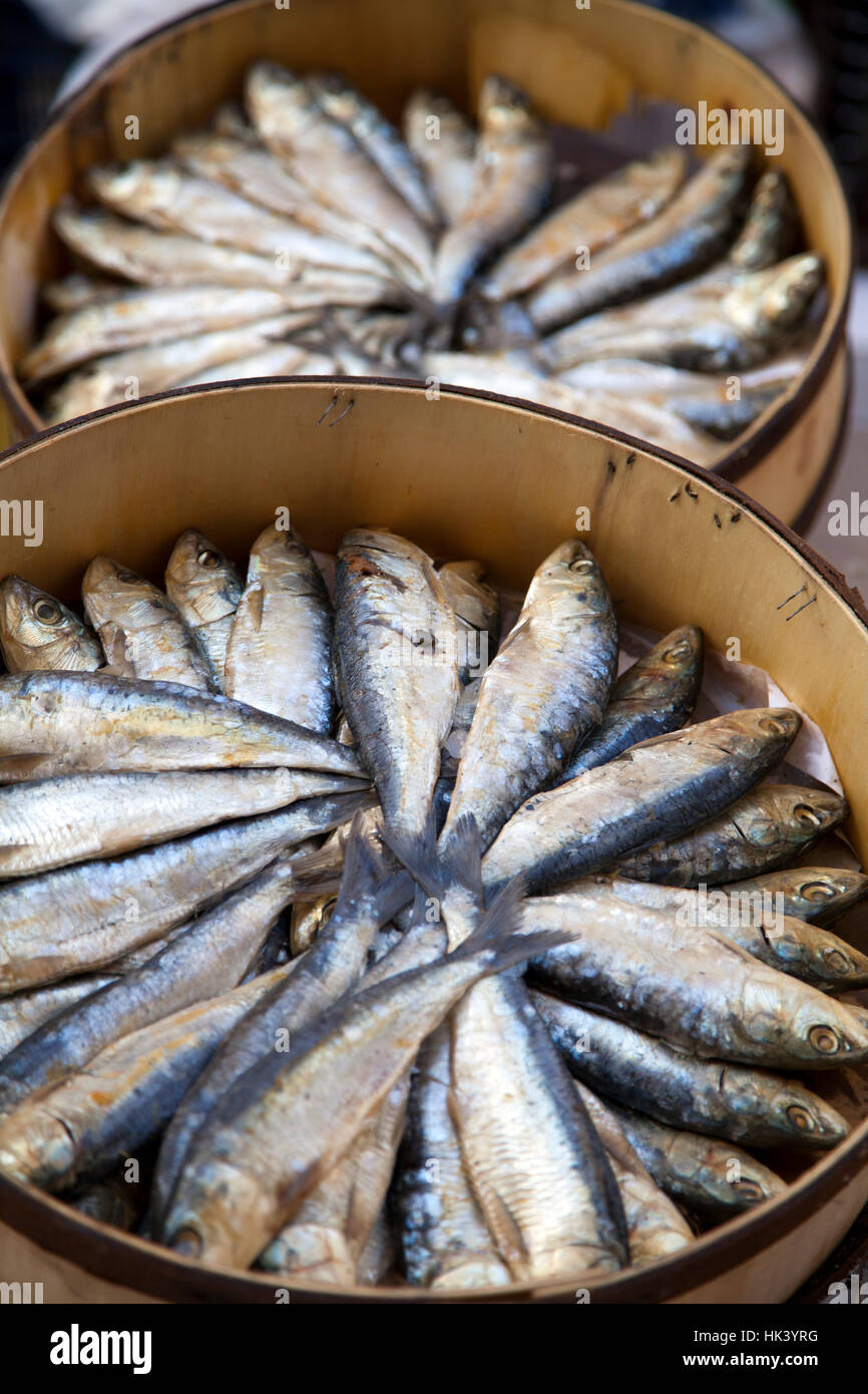 fish, mallorca, spain, water, mediterranean, salt water, sea, ocean ...