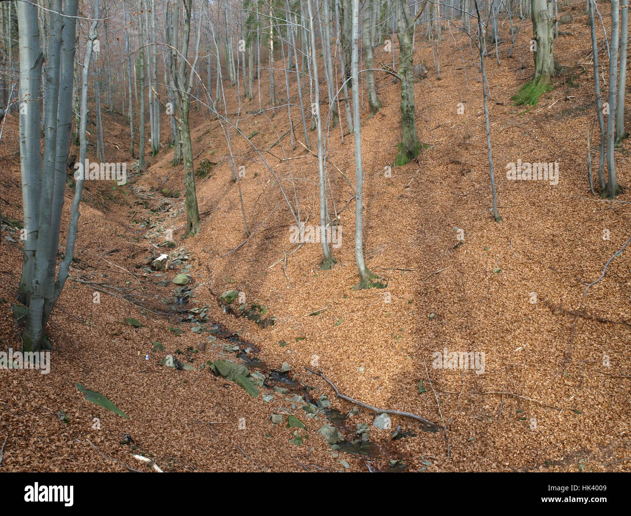 tree, forest, nature, fall, autumn, leaf, colour, tree, park, field ...