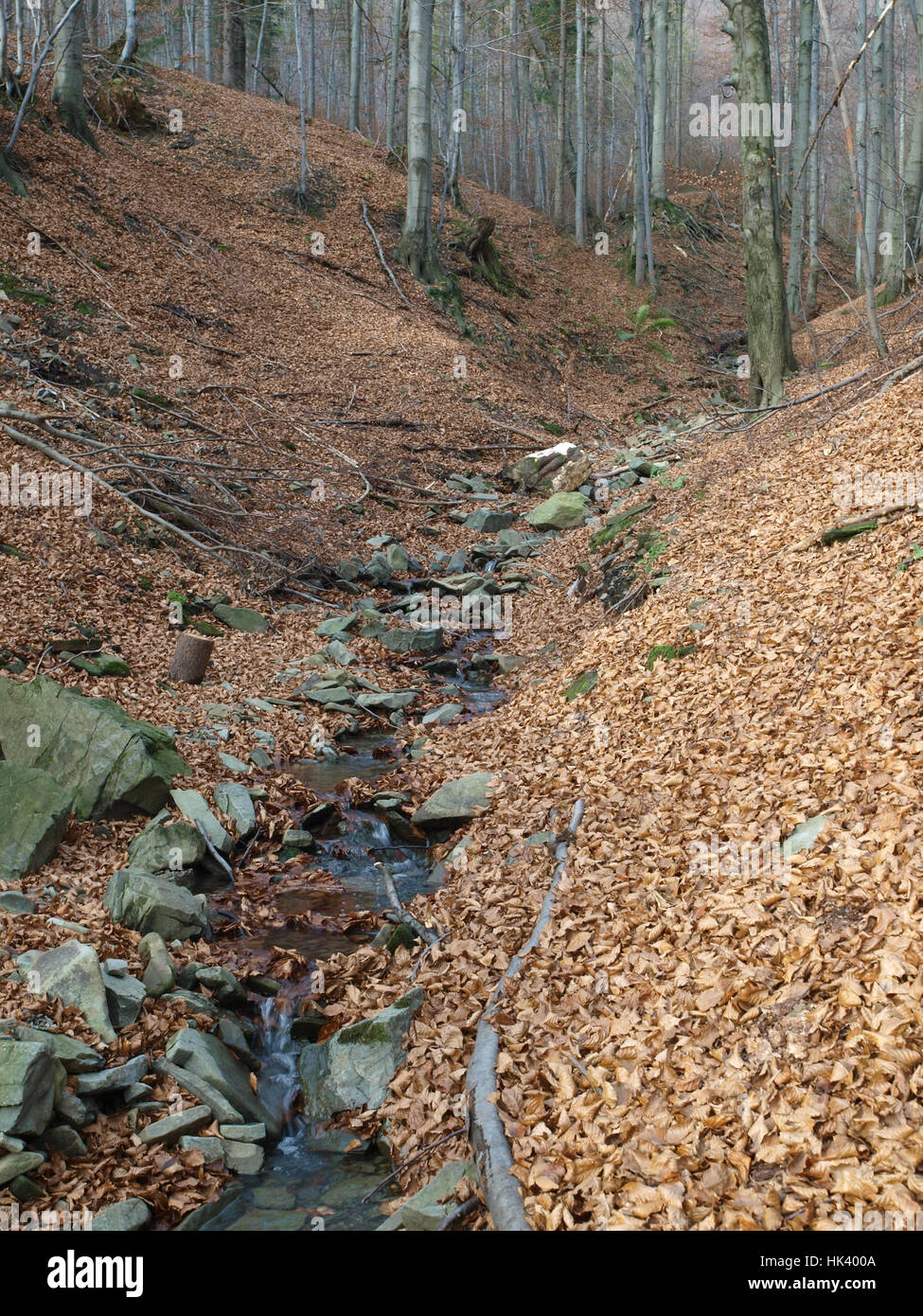 tree, forest, nature, fall, autumn, leaf, colour, tree, park, field ...