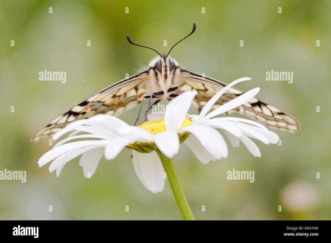 insect, wing, spring, moth, swallowtail, insect, insects, flower ...