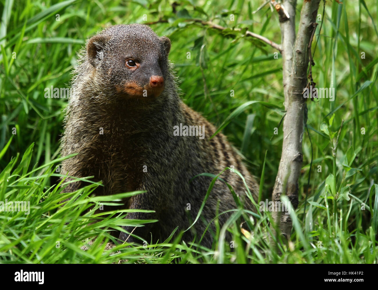 africa, savannah, predator, africa, savannah, steppe, predator ...