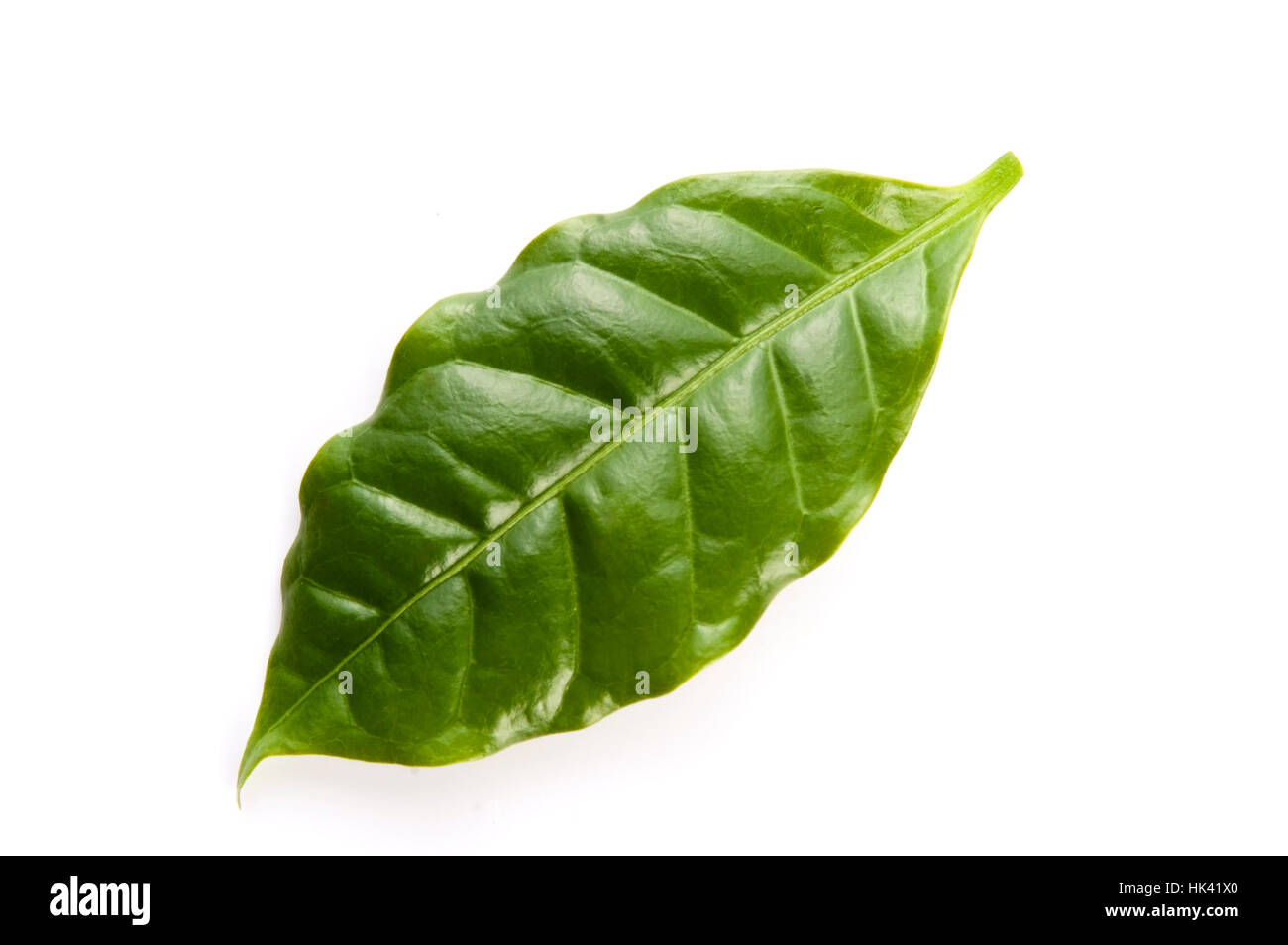 Leaves coffee plant botanical Cut Out Stock Images & Pictures - Alamy