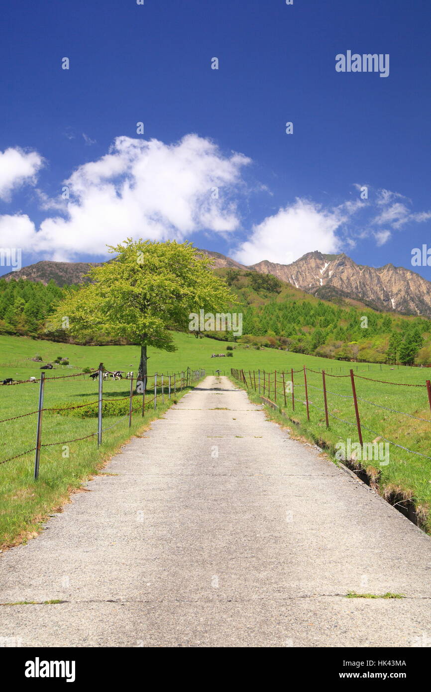 beautiful, beauteously, nice, eco, environment, enviroment, tree, asia ...