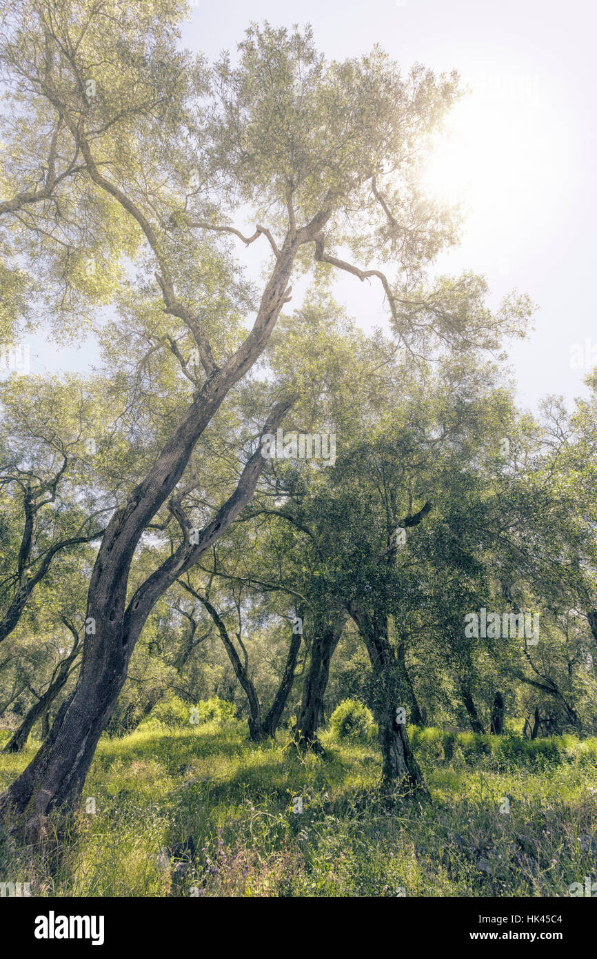 shine, shines, bright, lucent, light, serene, luminous, tree, trees ...