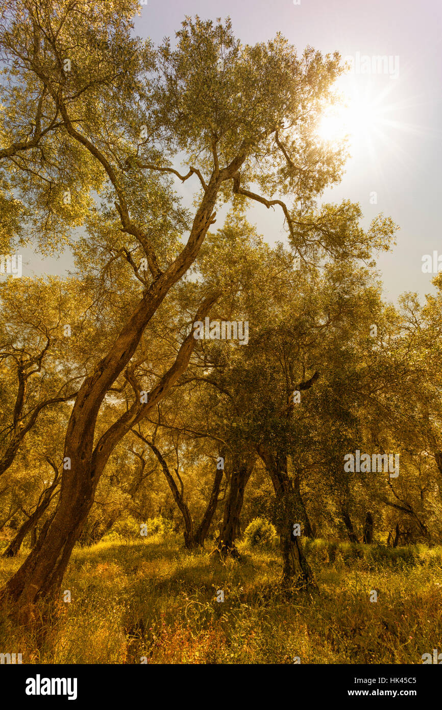 shine, shines, bright, lucent, light, serene, luminous, tree, trees ...