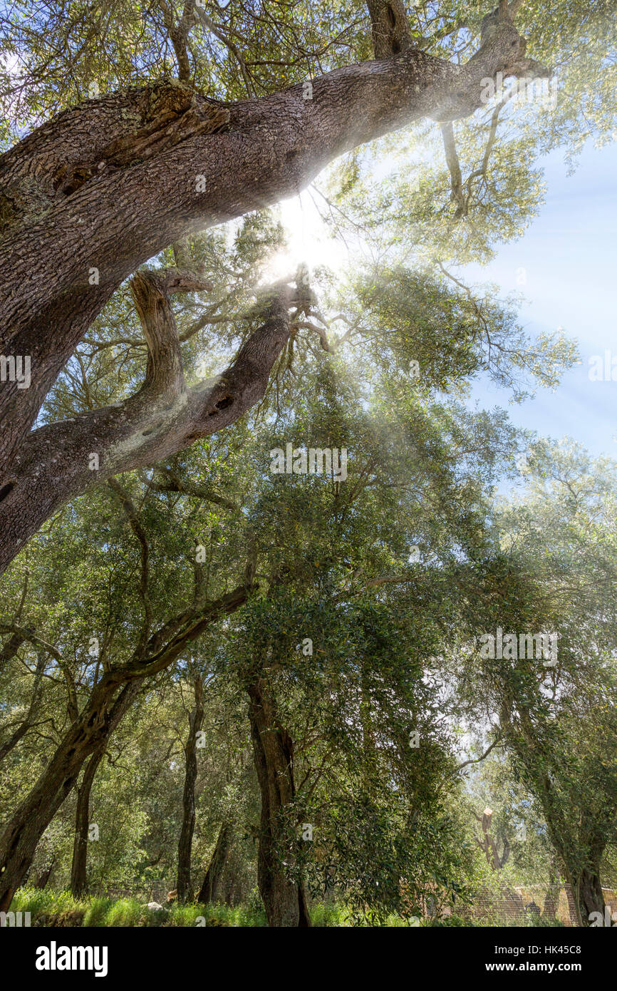 shine, shines, bright, lucent, light, serene, luminous, tree, trees ...