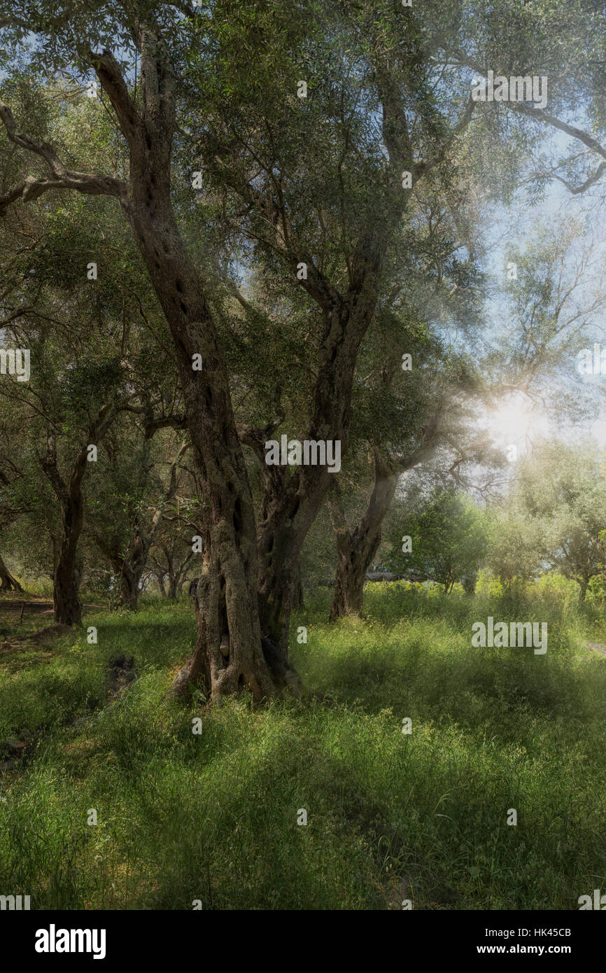 shine, shines, bright, lucent, light, serene, luminous, tree, trees ...