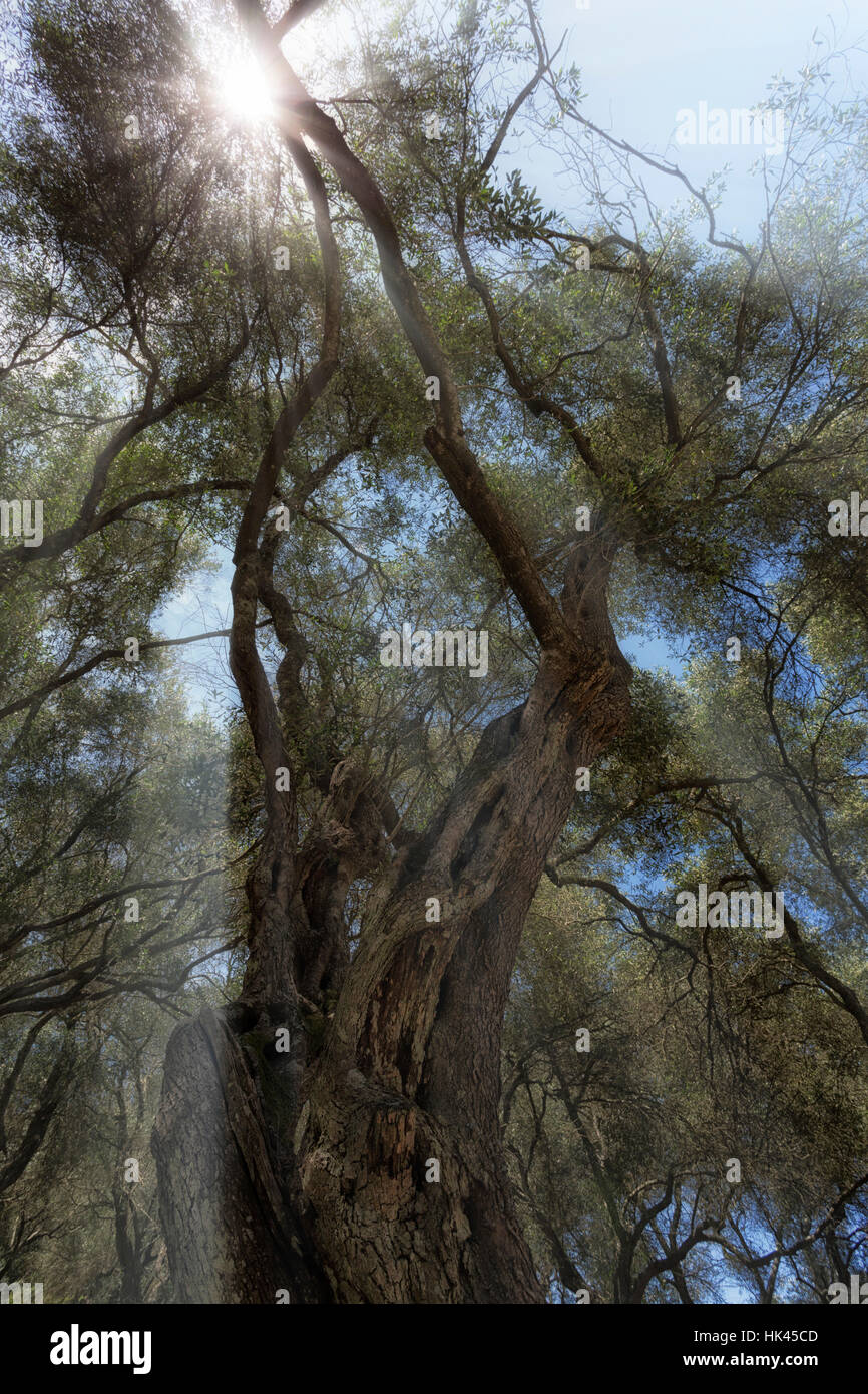 shine, shines, bright, lucent, light, serene, luminous, tree, trees ...