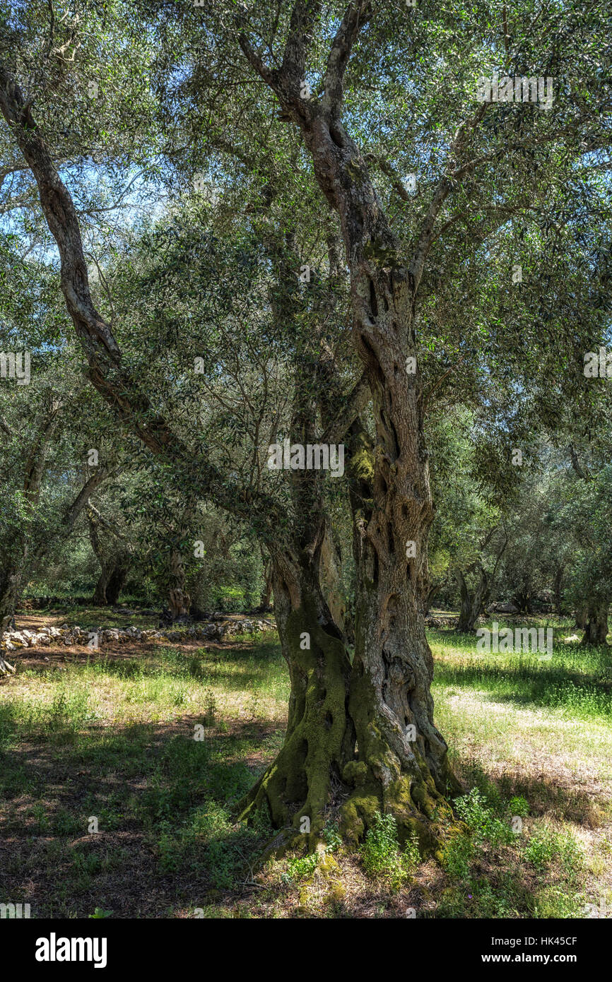 shine, shines, bright, lucent, light, serene, luminous, tree, trees ...