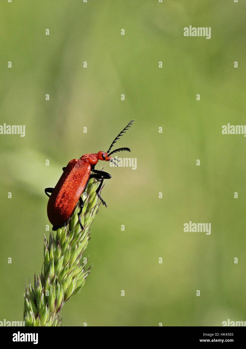 red-headed fire beetle (pyrochroa serraticornis Stock Photo - Alamy