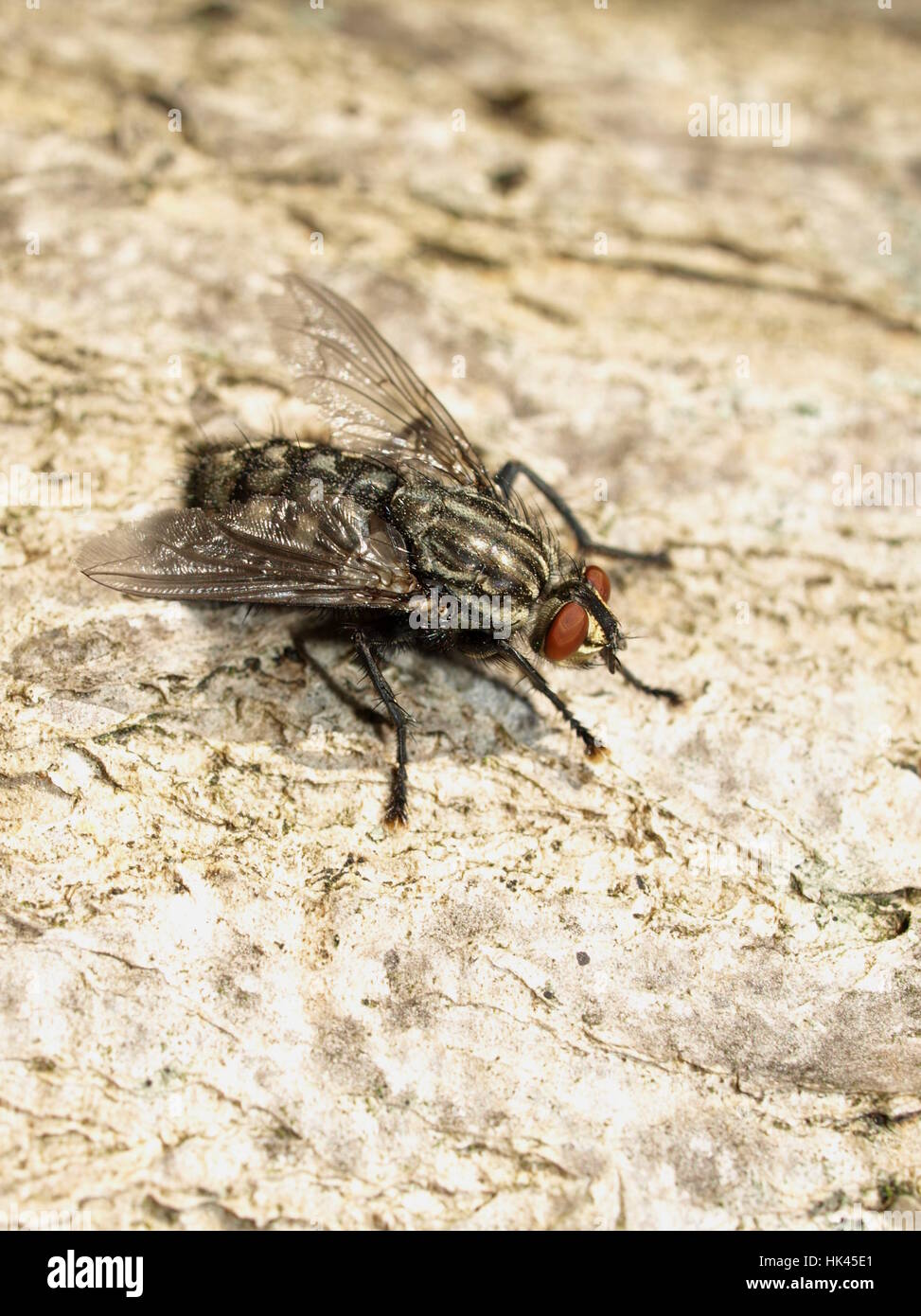 Diptera zweiflgler hi-res stock photography and images - Alamy