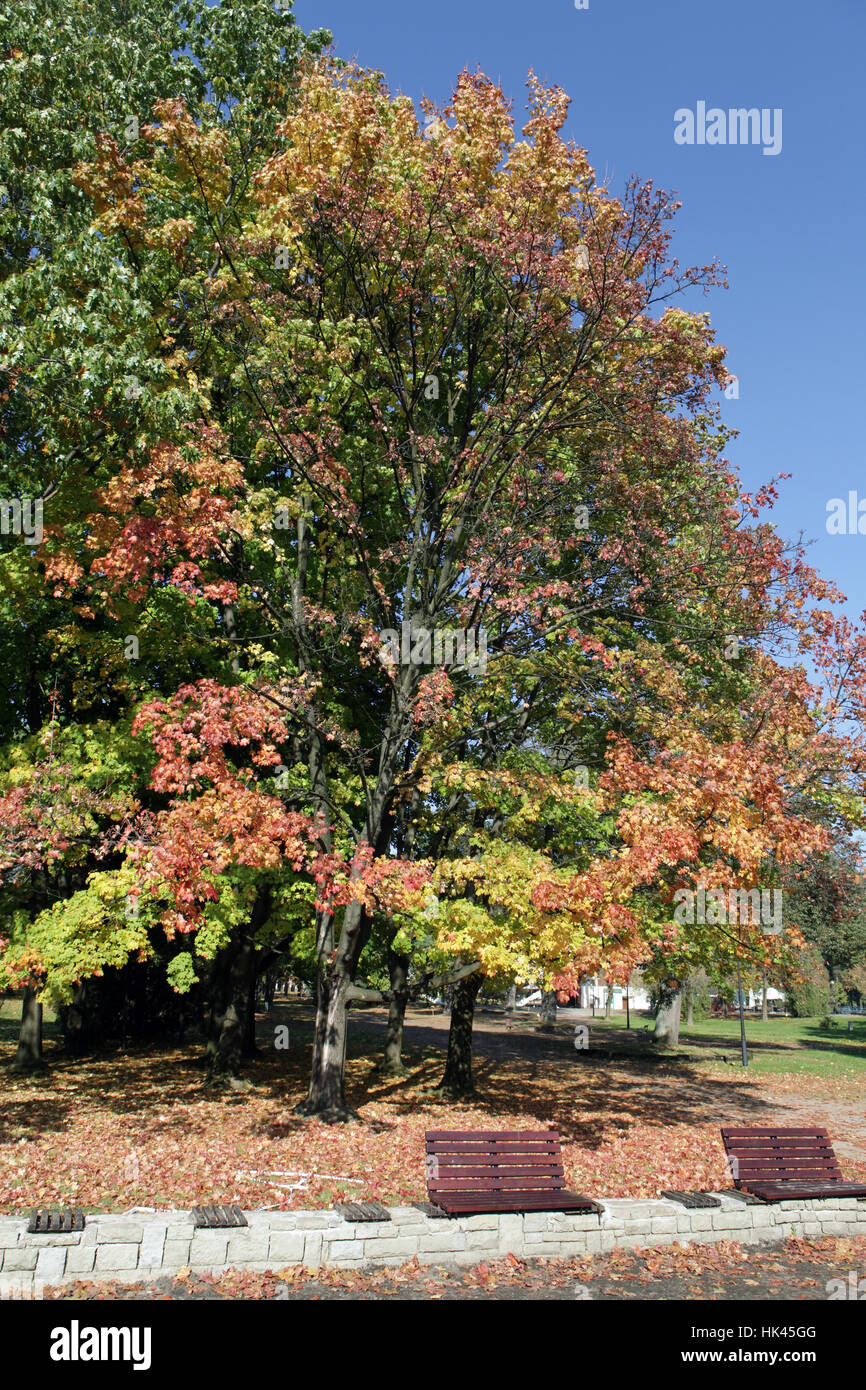 leaf, autumnal, impression, backdrop, background, fall, autumn, leaf ...