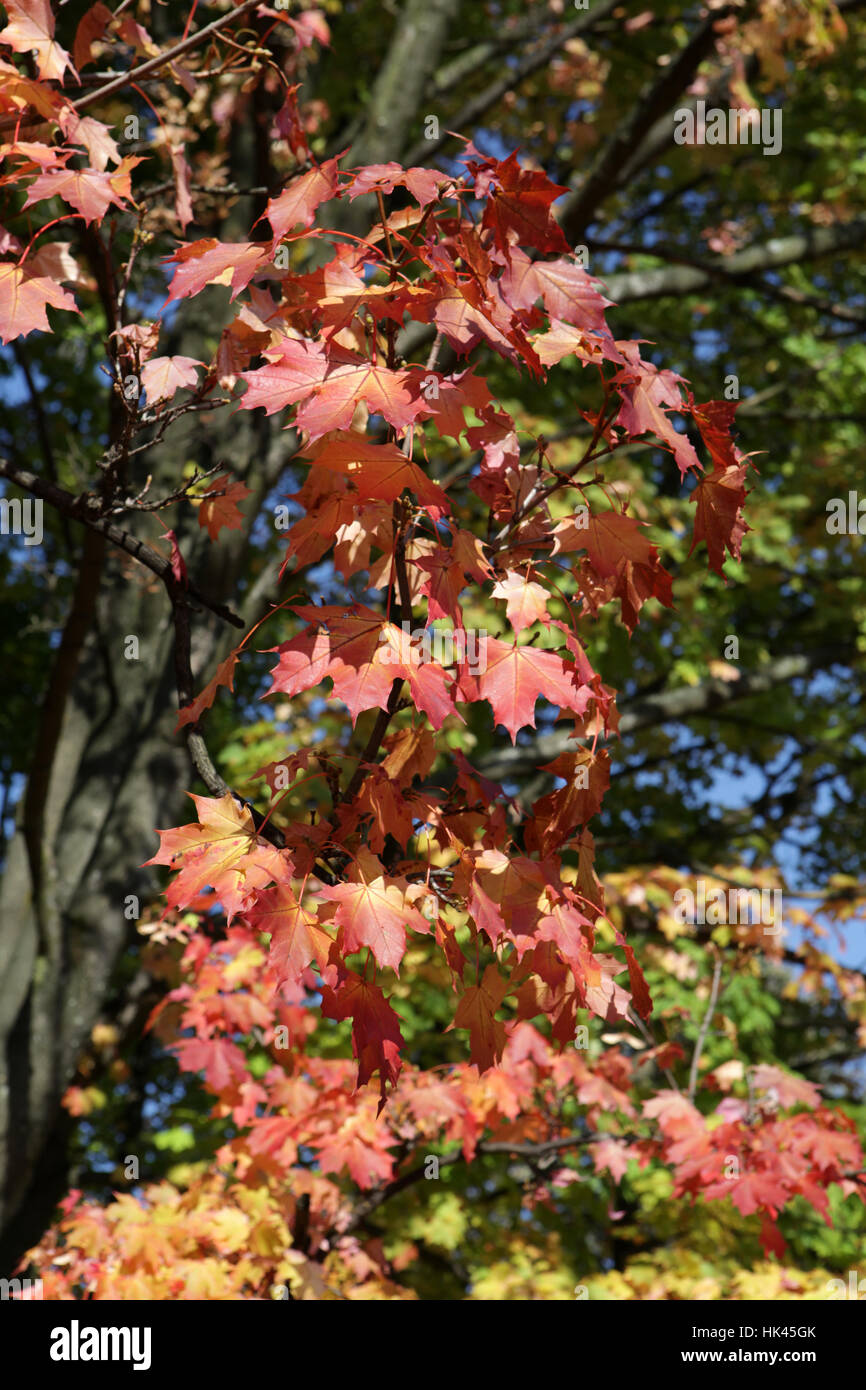 leaf, autumnal, impression, backdrop, background, fall, autumn, leaf ...