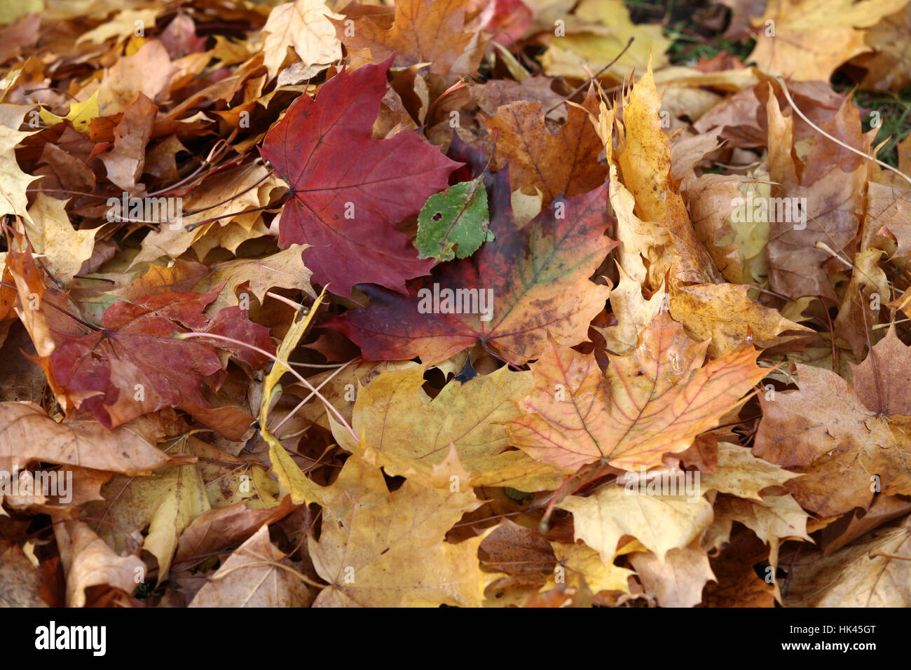 leaf, autumnal, impression, backdrop, background, fall, autumn, leaf ...
