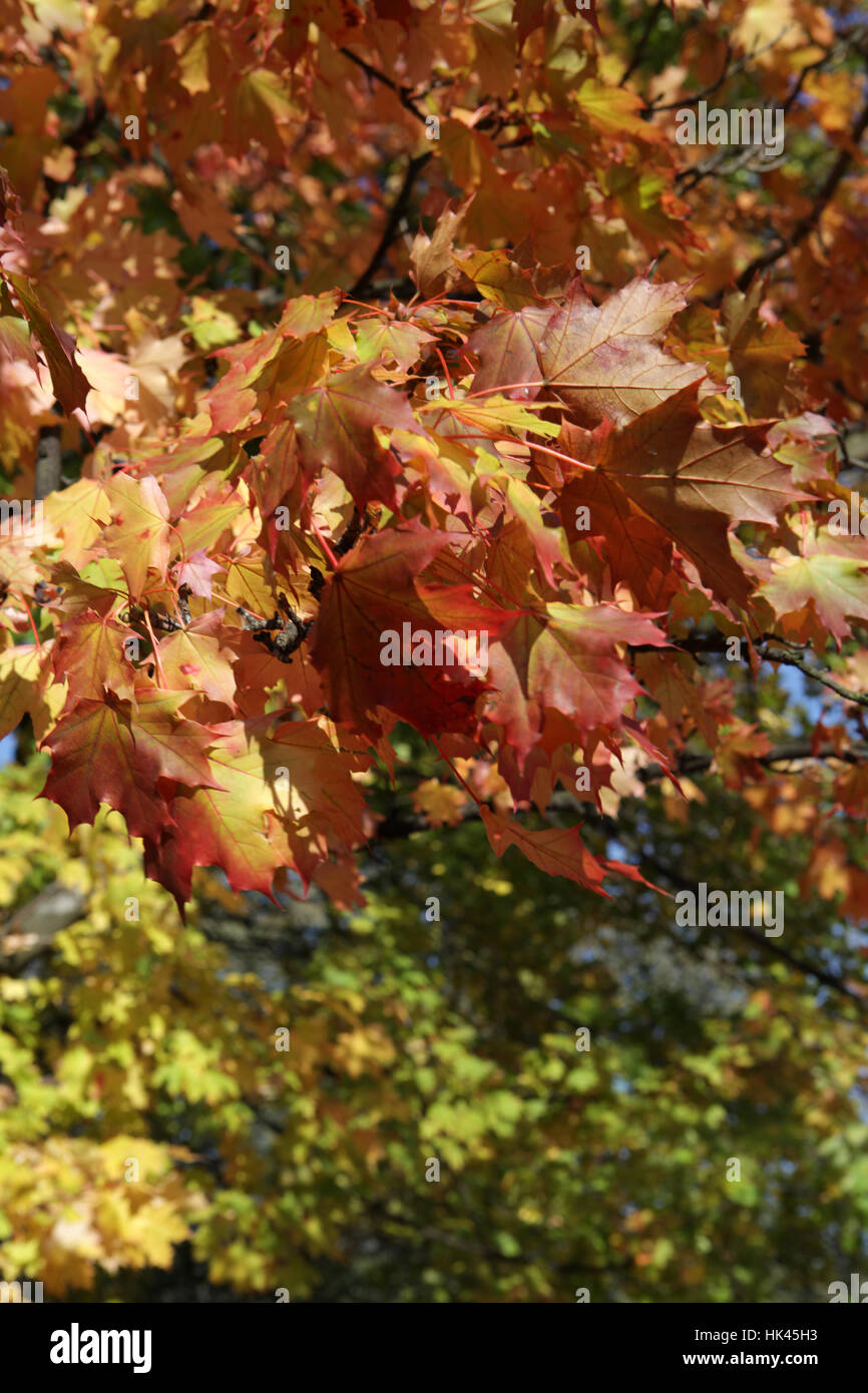 leaf, autumnal, impression, backdrop, background, fall, autumn, leaf ...