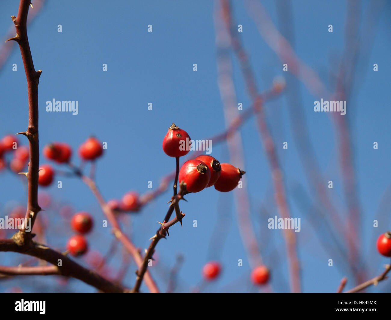 thorn, hawthorn, fall, autumn, blue, leaf, tree, green, ripe, branch, fruit Stock Photo - Alamy