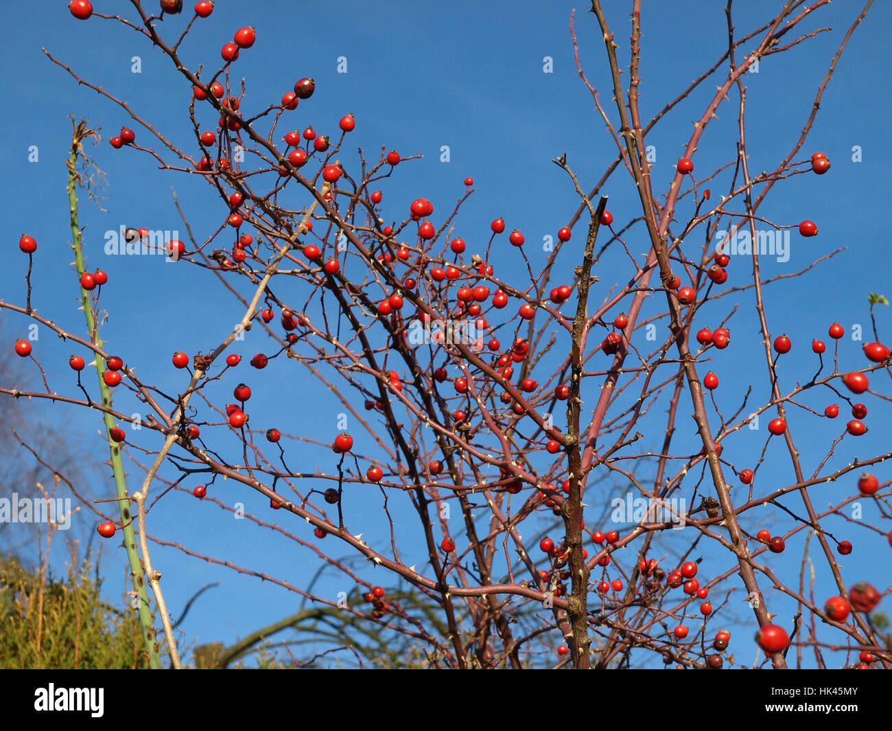 thorn, hawthorn, fall, autumn, blue, leaf, tree, green, ripe, branch ...
