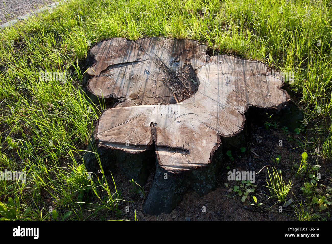 tree, sunlight, spring, drop, saw, setting sun, snag, say, tear down ...