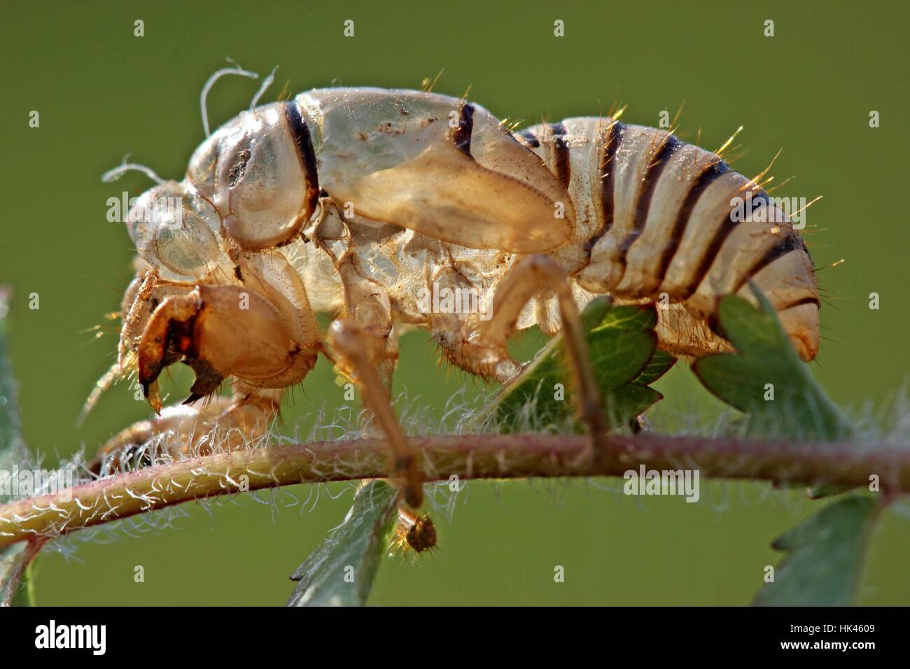 cicada, larva, macro, close-up, macro admission, close up view, rare ...