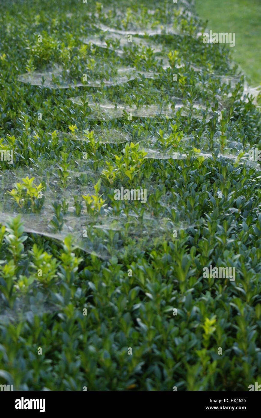 environment, enviroment, leaves, box-tree, hedge, skims through ...