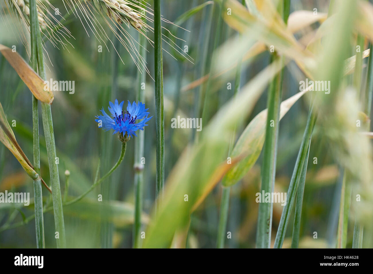 blue, green, bloom, blossom, flourish, flourishing, barley, solitaire ...