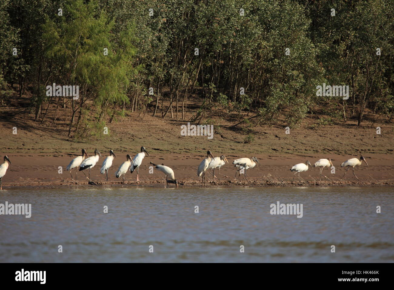 stork, tree, virgin forest, jungle, stork, south america, heron ...