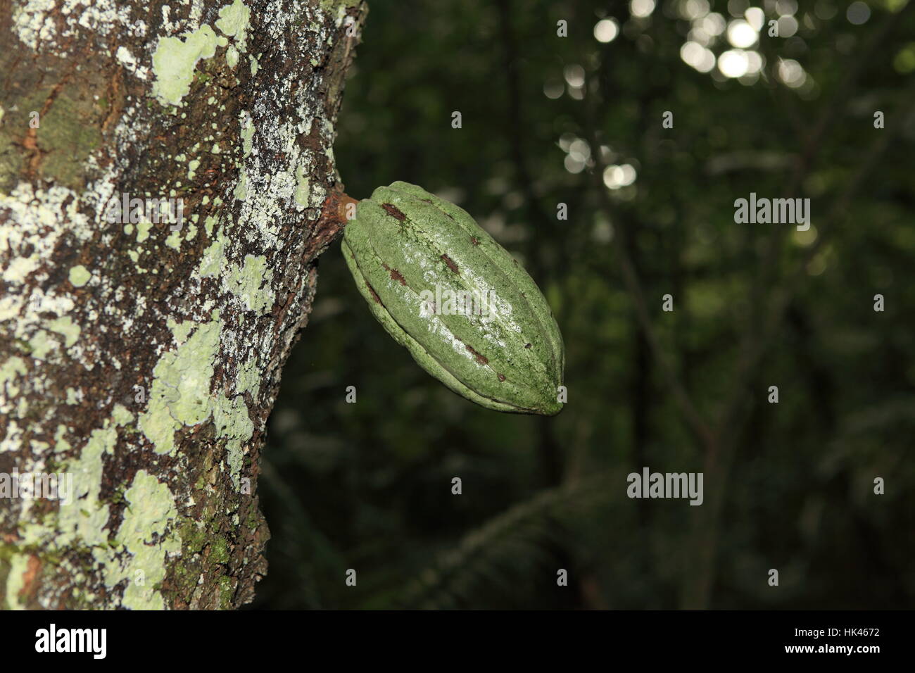 cocoa, cacao-tree, cacao bean, tree, virgin forest, jungle, south ...