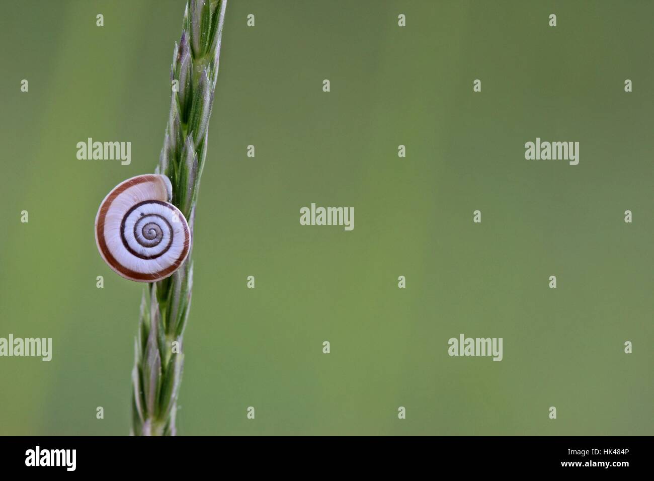 snail, snail shell, blank, european, caucasian, striated, snail, snail ...