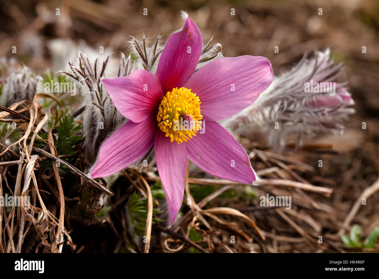 welcome the sun Stock Photo - Alamy