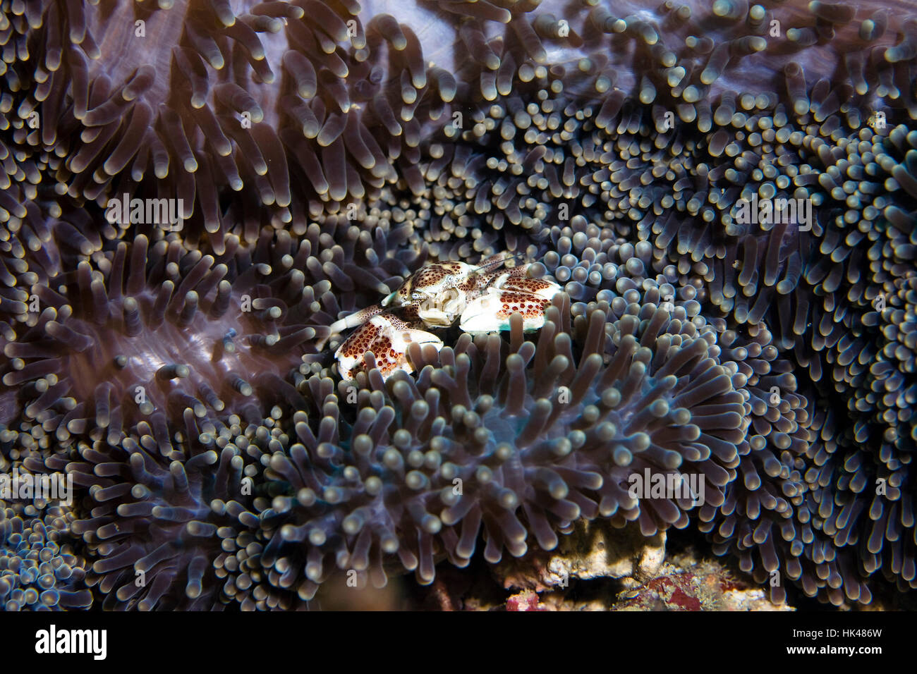 asia, dive, philippines, animal, fauna, asia, flora, pacific, salt ...