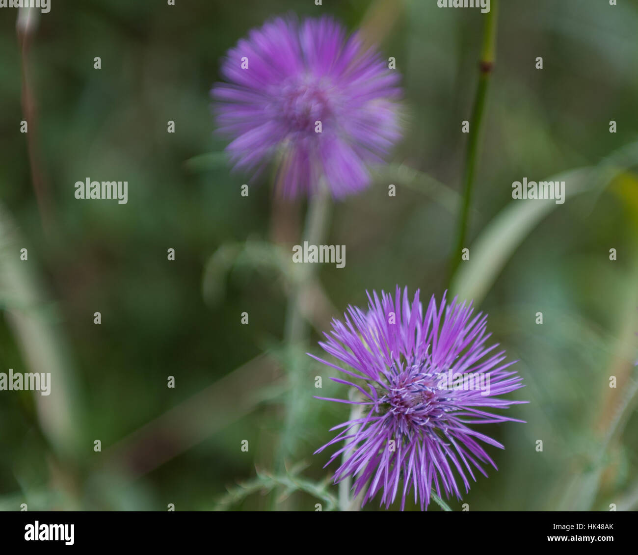 blue, flower, plant, blue, ball, flower, plant, flora, purple, meadow ...