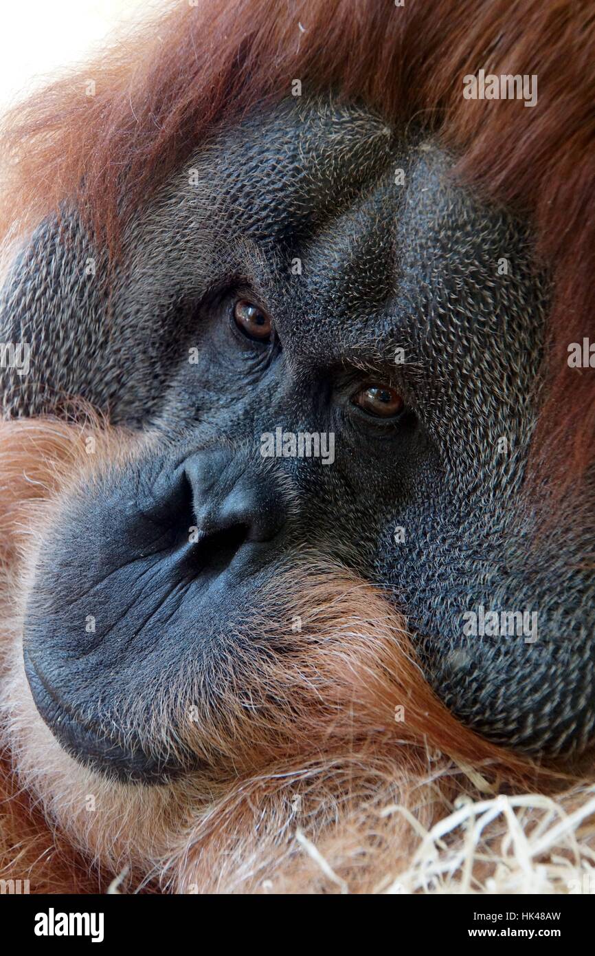 monkey, borneo, apes, anthropoid, rainforest, rain forest, monkey ...