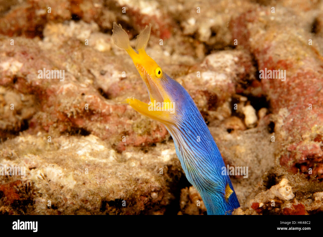 asia, underwater, dive, blue, stone, animal, fauna, asia, male ...