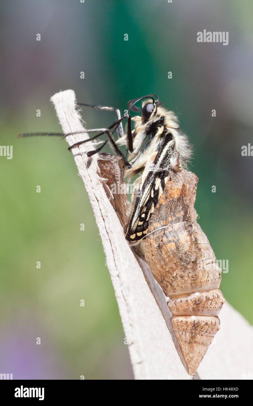 insect, wing, spring, moth, swallowtail, insect, insects, wing, spring ...