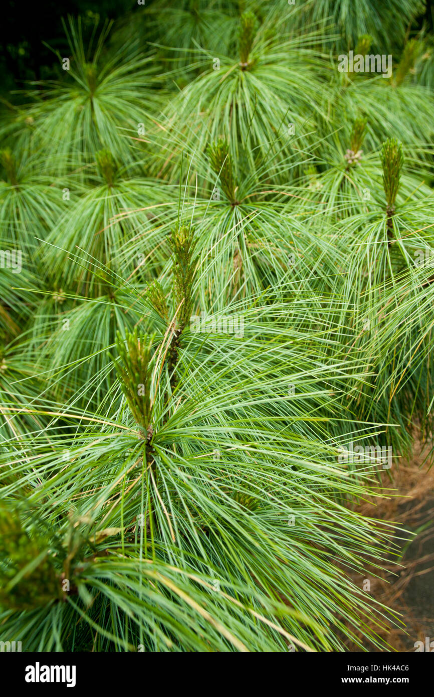 leaf, detail, tree, pine, conifer, ecology, biology, lawn, green ...