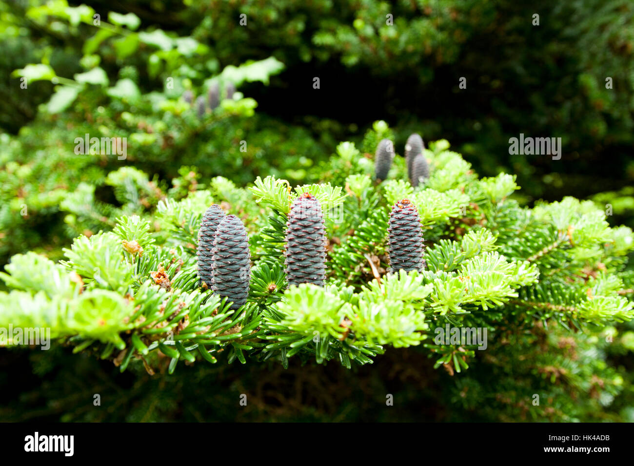 leaf, detail, tree, pine, conifer, ecology, biology, lawn, green ...