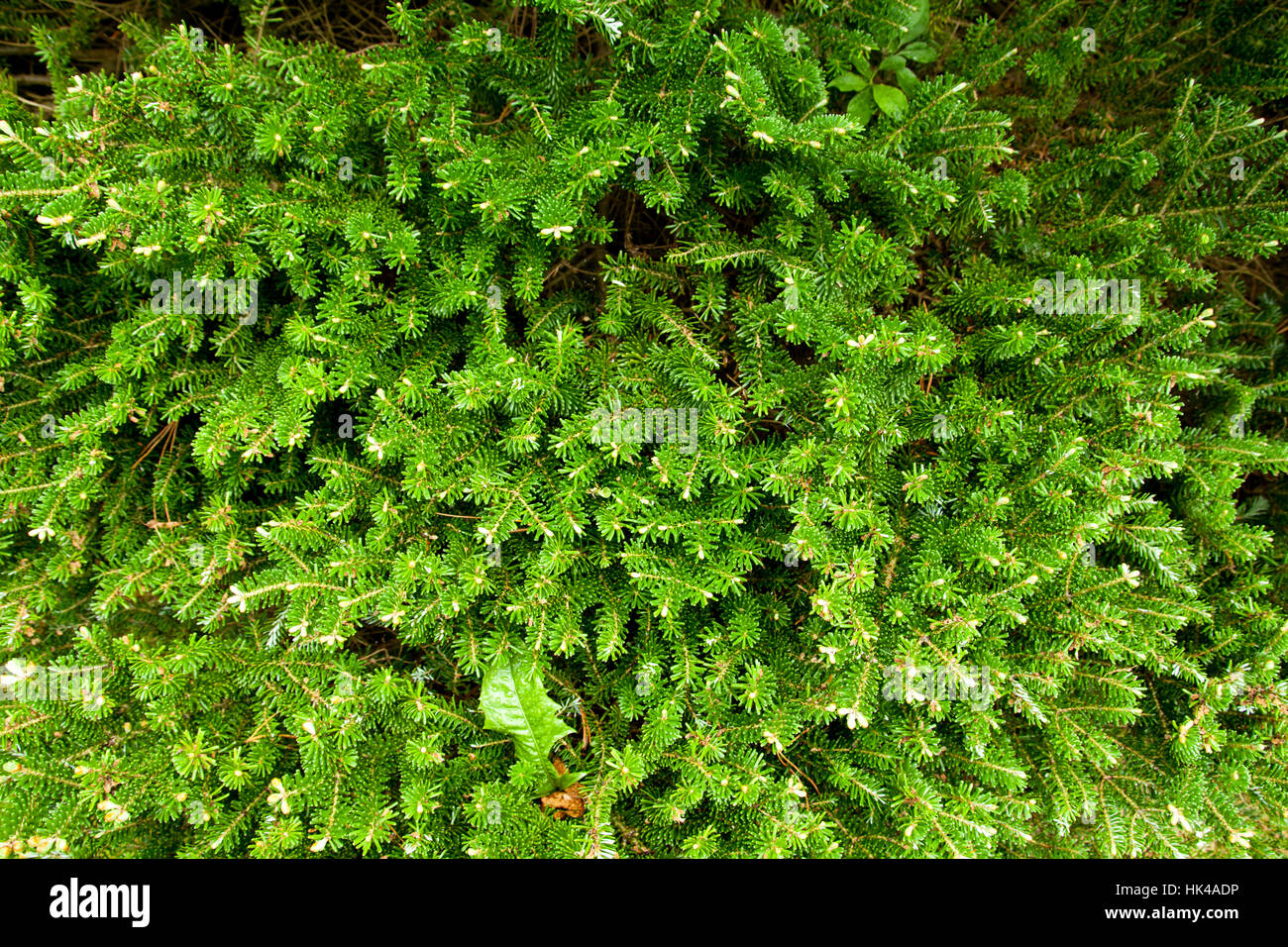 leaf, detail, tree, pine, conifer, ecology, biology, lawn, green ...