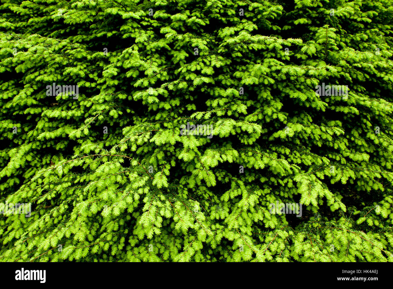 leaf, detail, tree, pine, conifer, ecology, biology, lawn, green ...