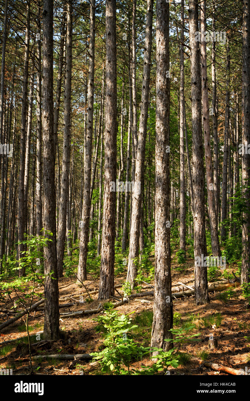 beautiful, beauteously, nice, tree, wood, trunk, lawn, green, forest ...