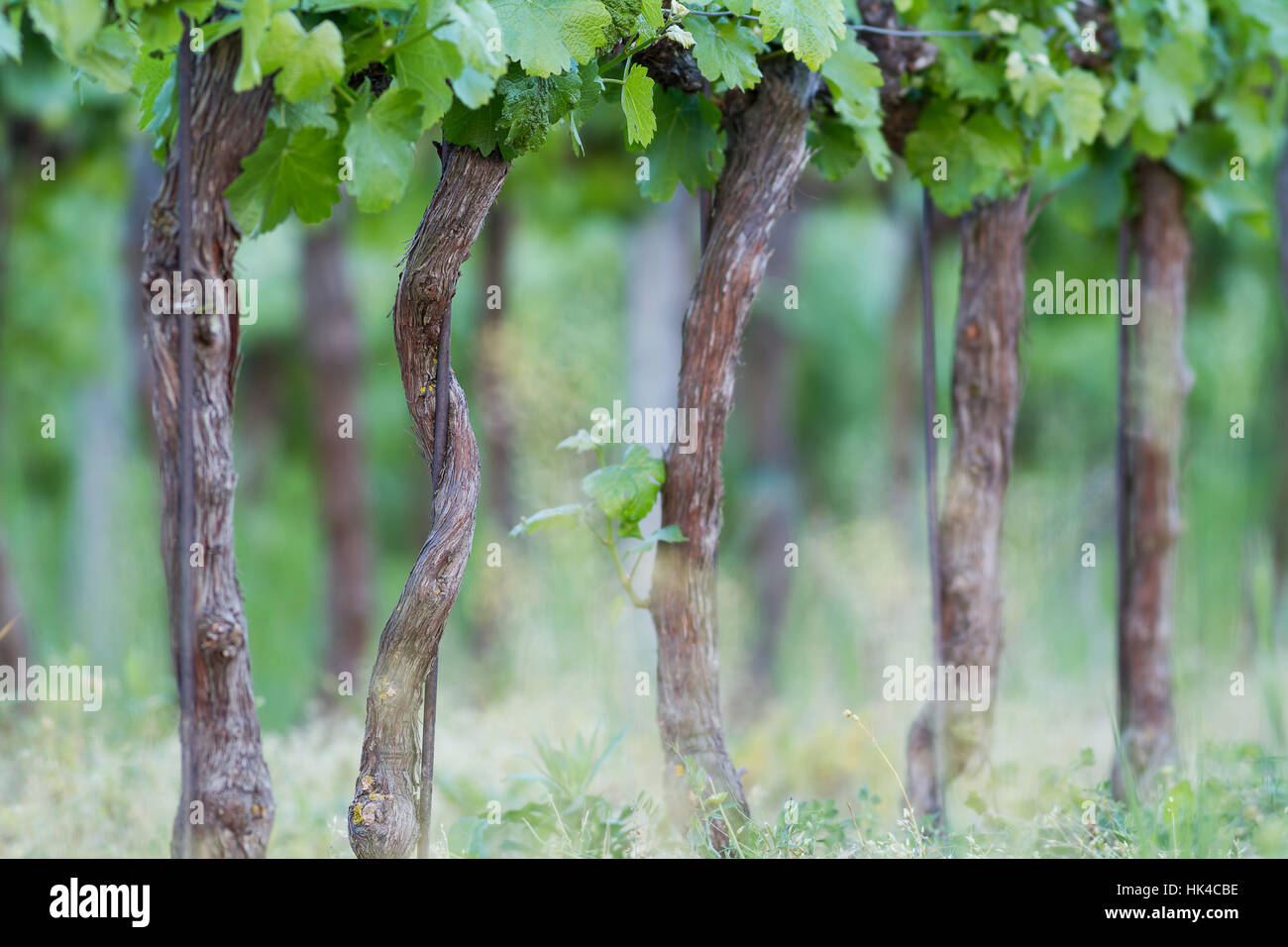 agricultural, agriculture, farming, vineyard, viticulture, wineyard, farmland Stock Photo - Alamy