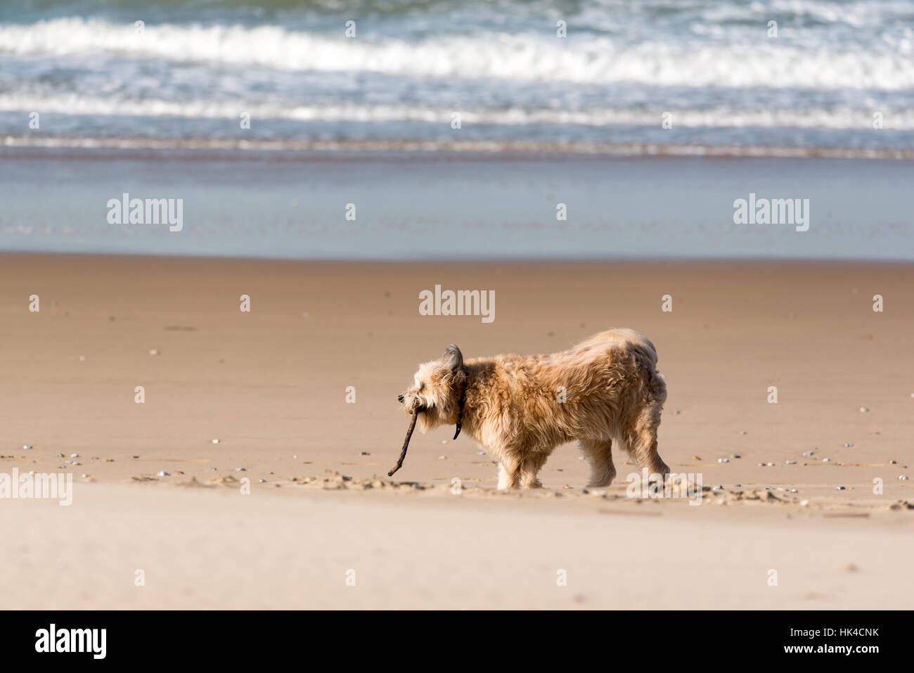 Baton dogs hi-res stock photography and images - Alamy