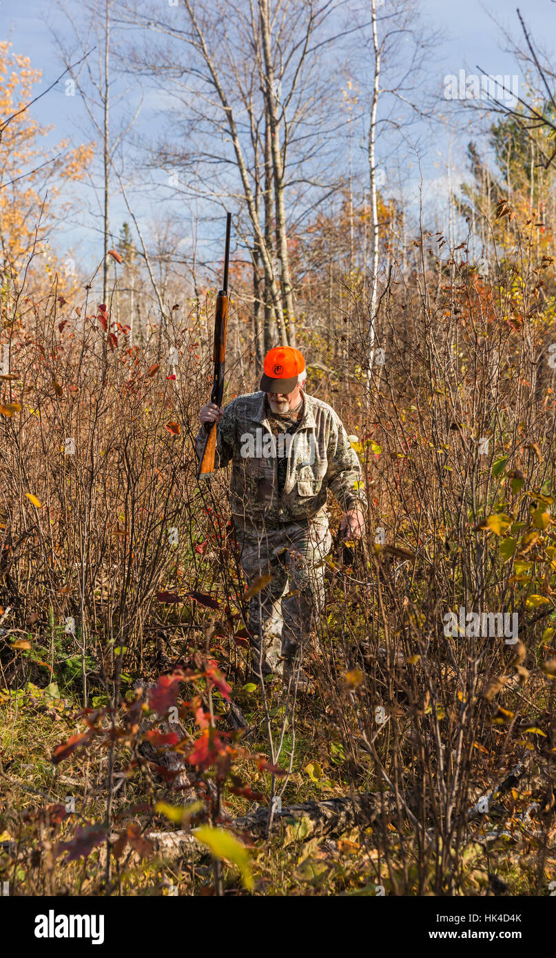 Ruffed grouse hunting in autumn Stock Photo - Alamy