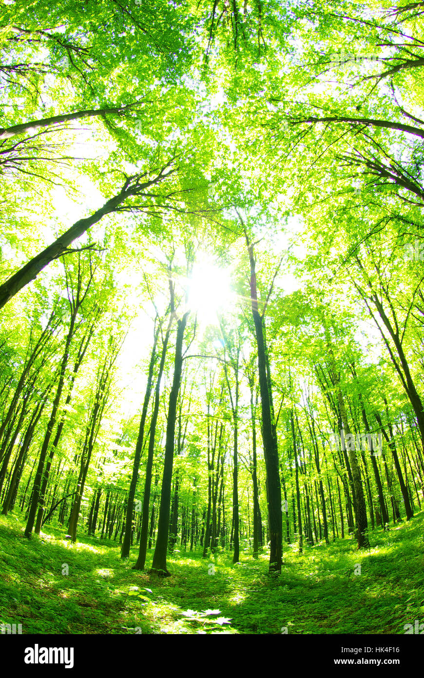 religious, tree, trees, sunbeams, sunlight, magnificence, woods, luxury ...