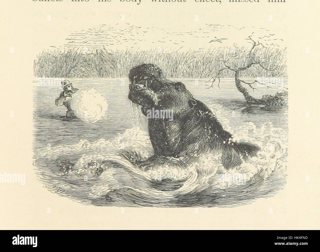 An illustration from 'African Hunting', detailing hunting expeditions ...