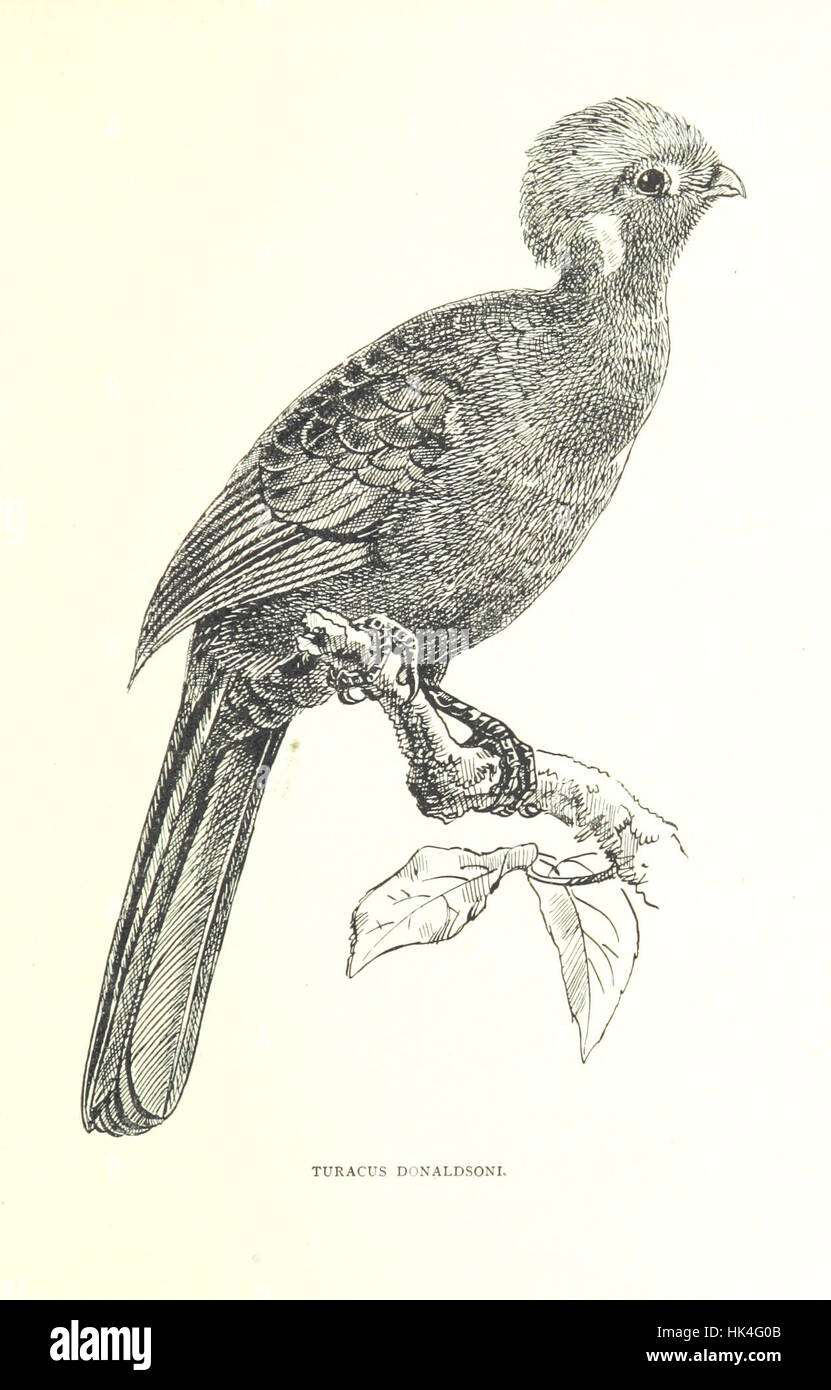 An illustration from 'Through Unknown African Countries,' showing the ...