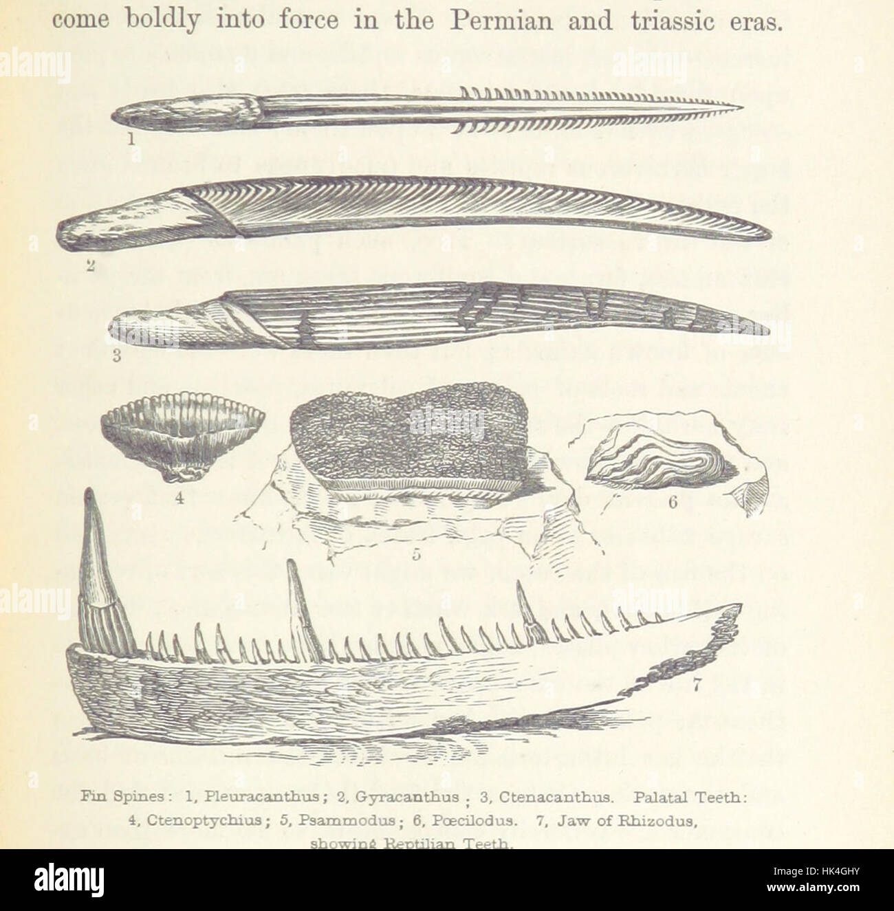 An illustration from 'The Past and Present Life of the Globe,' offering ...