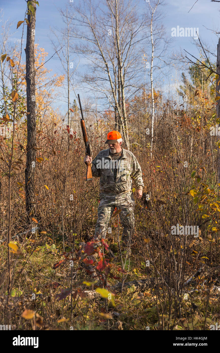 Ruffed grouse hunting in autumn Stock Photo - Alamy