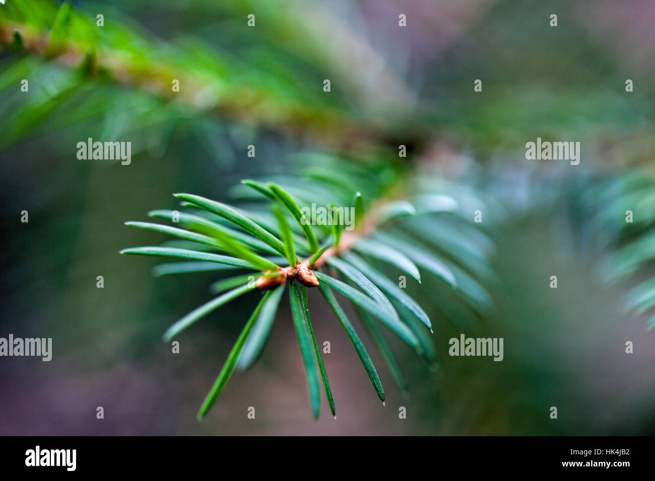 Little twig hi-res stock photography and images - Alamy